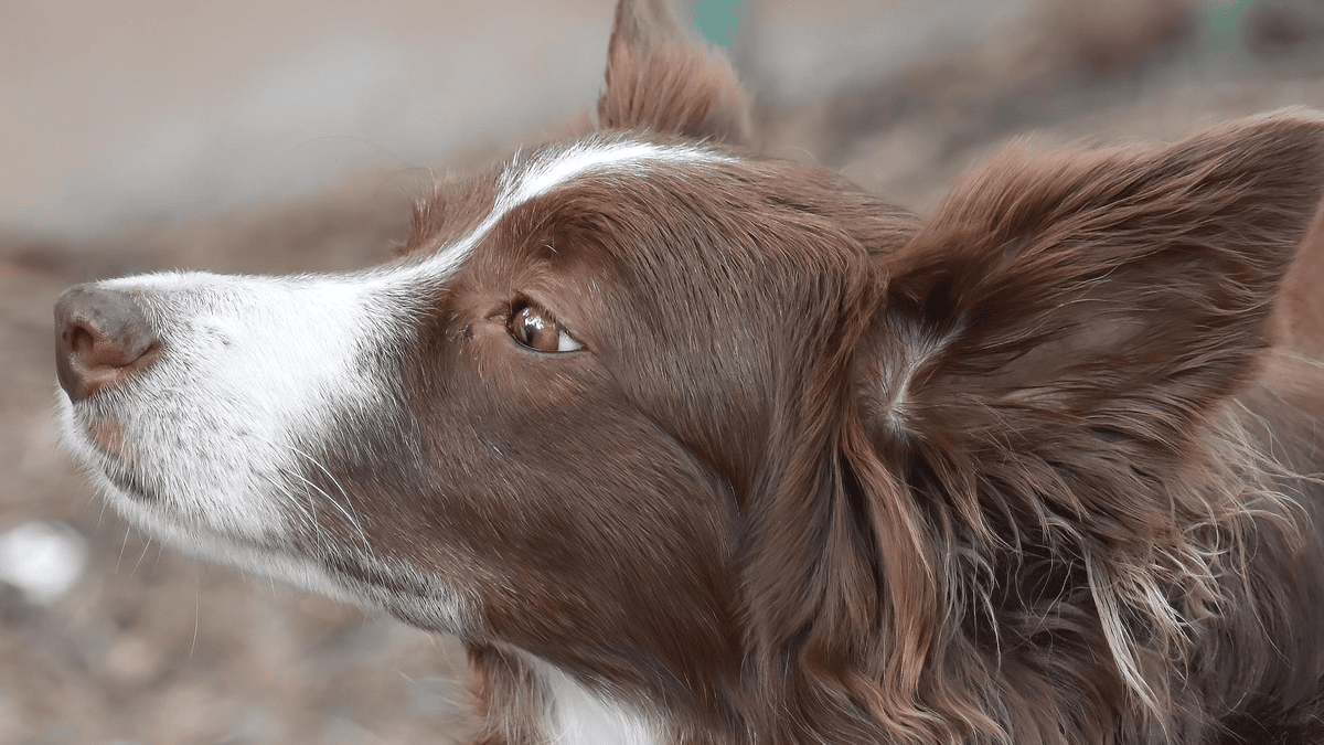 What your dog thinks when you say his name