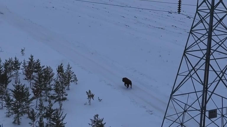 Maverick bison calf that escaped Brokenhead Ojibway Nation herd found safe