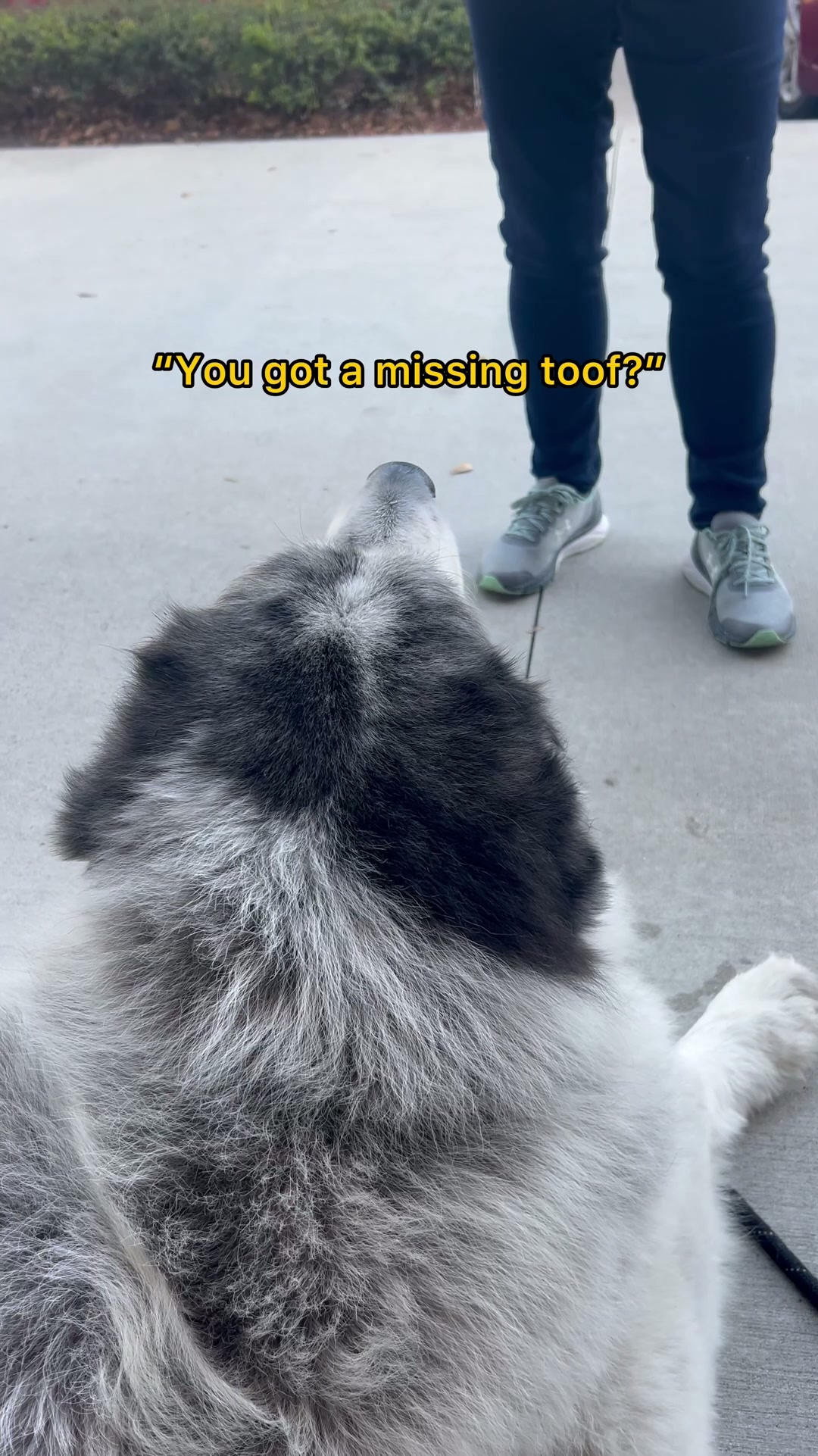 Adorable dog enjoys a meal outside the restaurant
