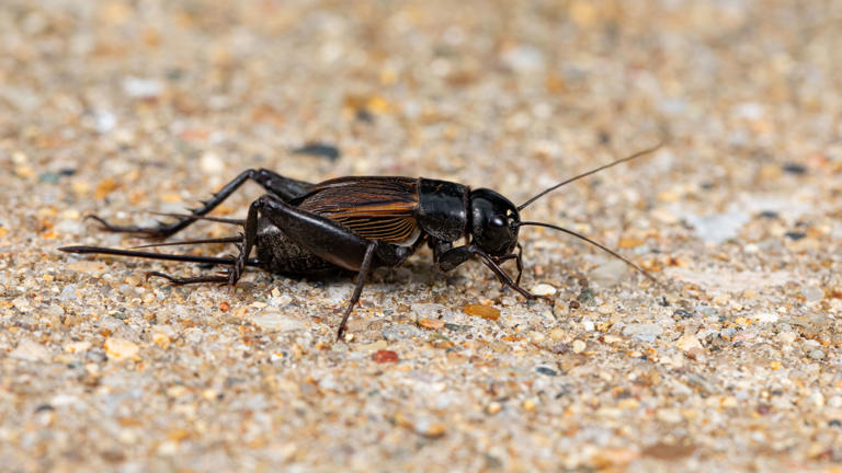Why crickets are hiding in your home — and how to deter them