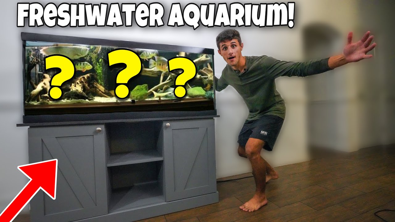 Buying my dream freshwater exotic fish aquarium!