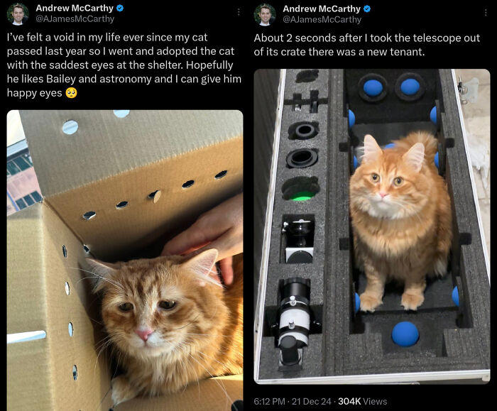 50 before-and-after photos of cats that found their forever homes