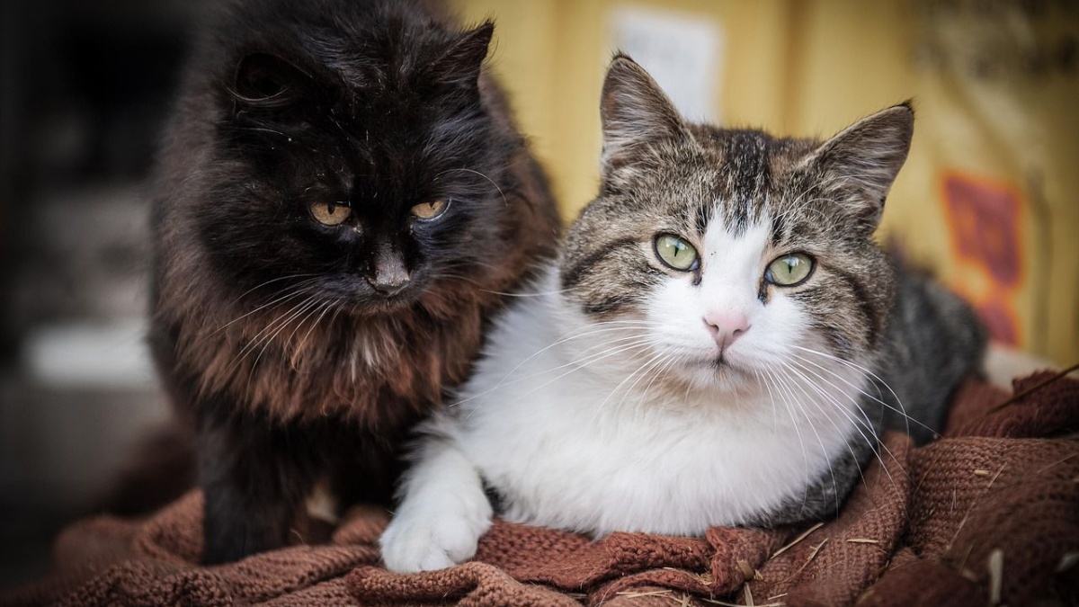 Why your cat might be gaining weight suddenly: 10 possible reasons