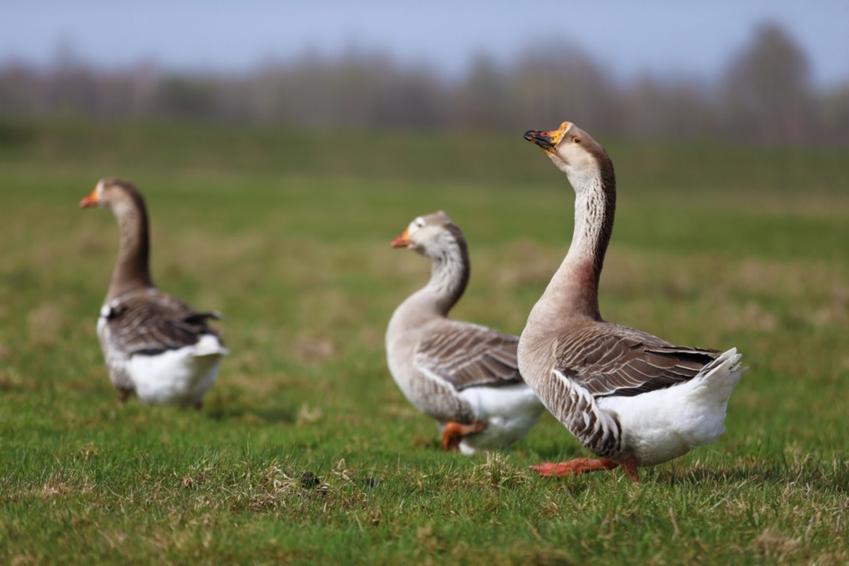 Golden retriever helped raise orphaned baby geese, and they still come ...