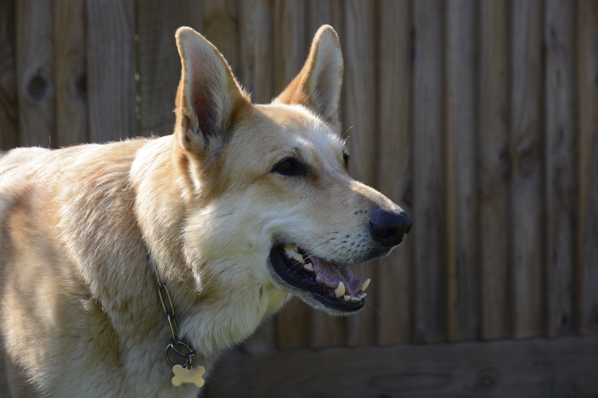 Super rare ‘Isabella’ German shepherd has the coolest hints of lavender ...