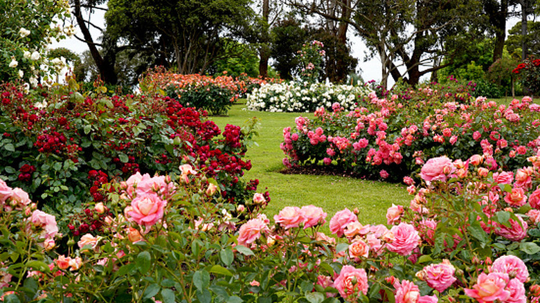 The classic shrub with colorful, rose-like blooms that thrives in sunny ...