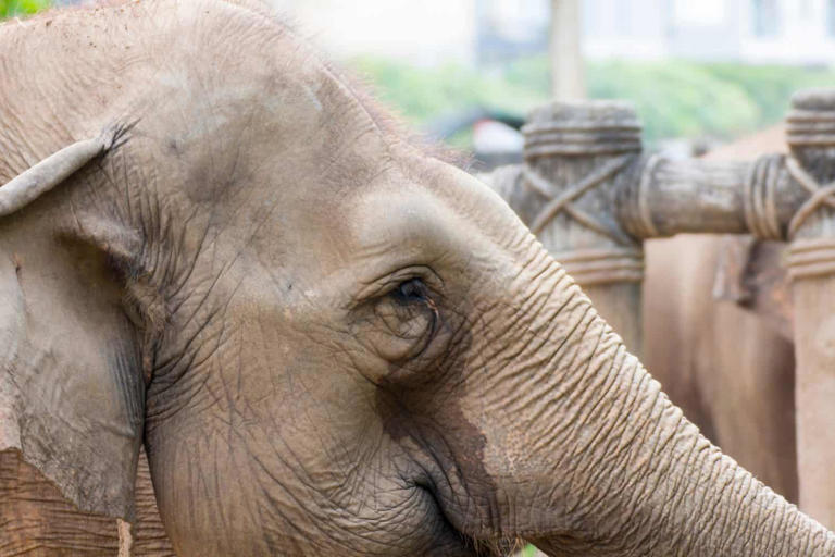 Do animals cry like humans? These 3 come closest