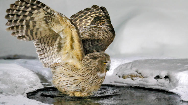 Water sources that attract owls and birds to your yard, even in winter