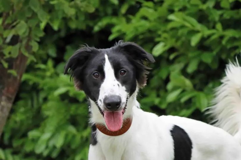 Meet 33 adorable dogs in North East kennels looking for their forever homes