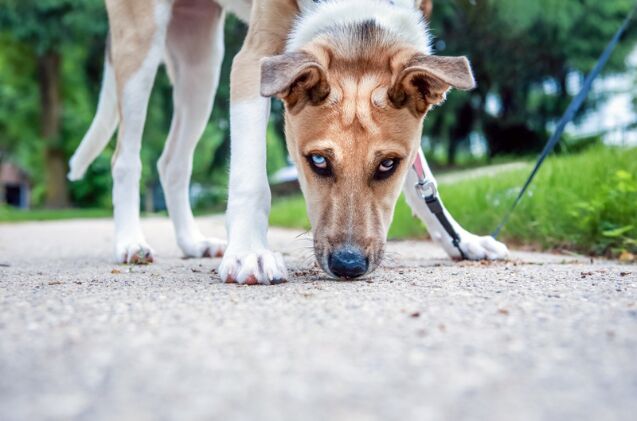 Why your next dog walk should be a sniffari