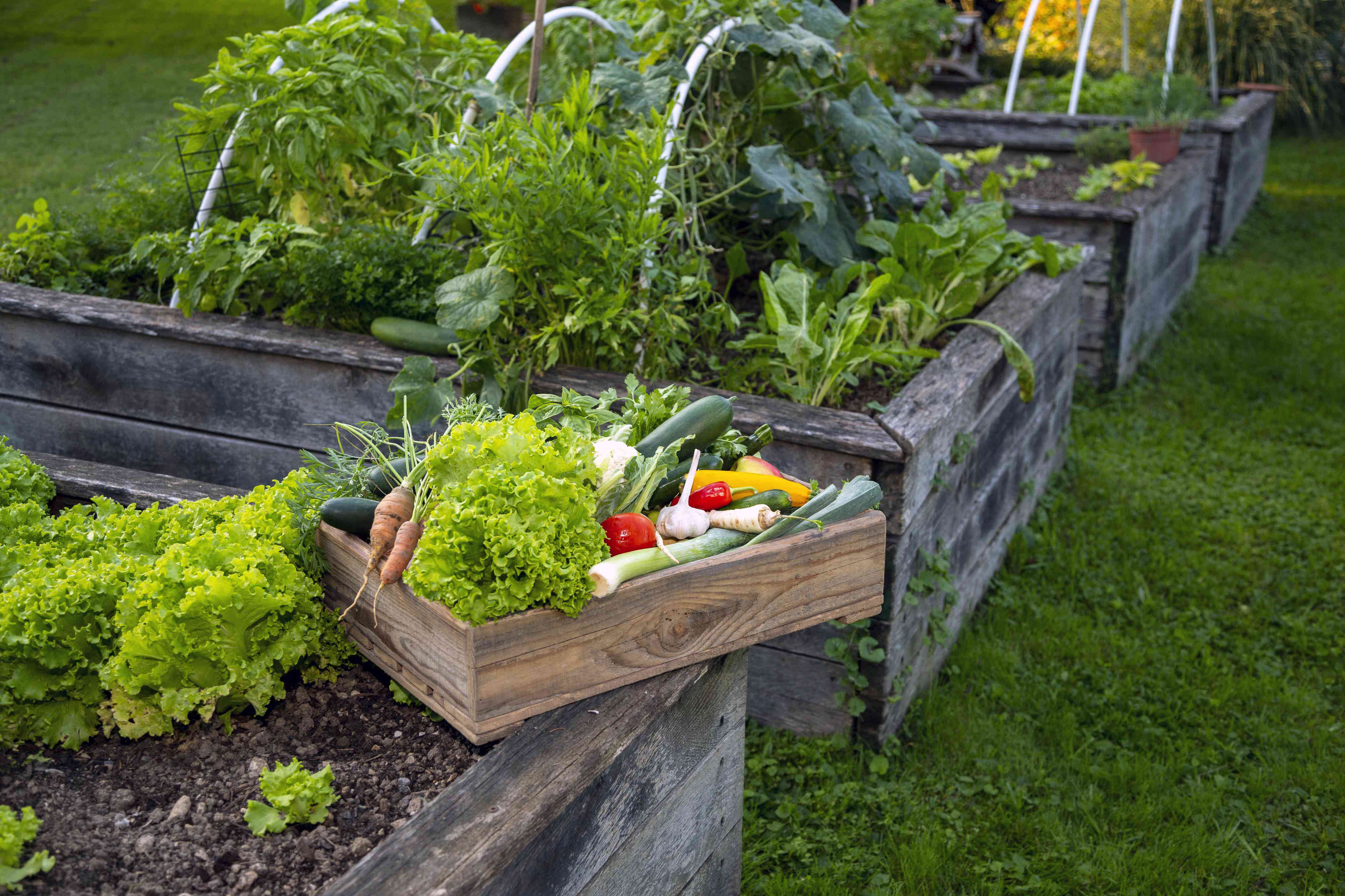 5 beginner-friendly vegetables that thrive in raised garden beds - One ...
