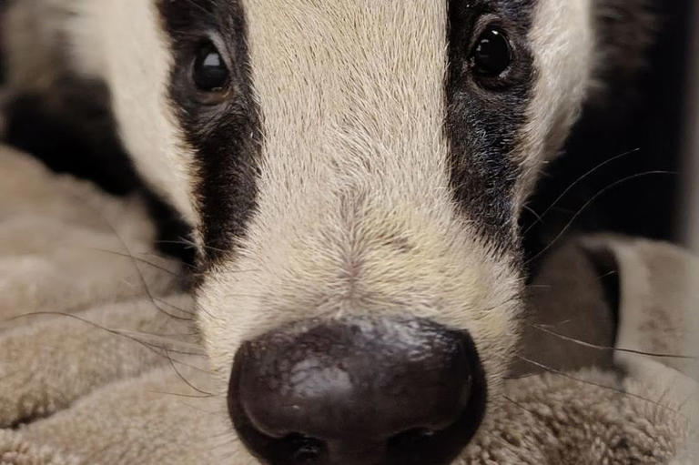 Unfortunate Hindhead badger who fell through roof into locked cellar ...