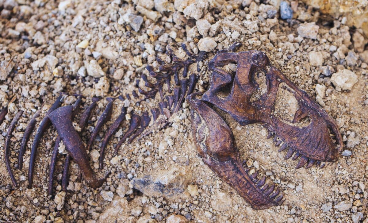 T rex’s growth took longer than anyone ever imagined. Here’s what ...