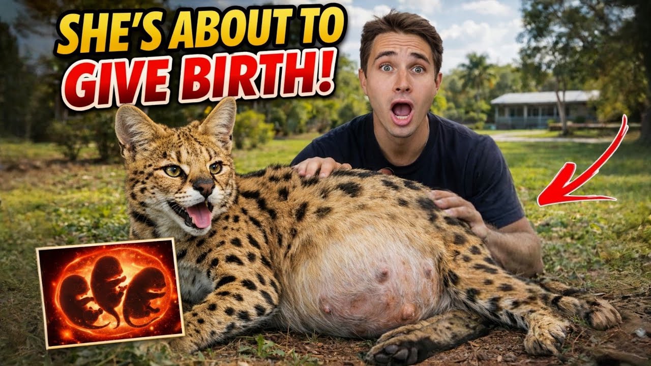 African wildcat pregnancy update — the kittens are almost here!