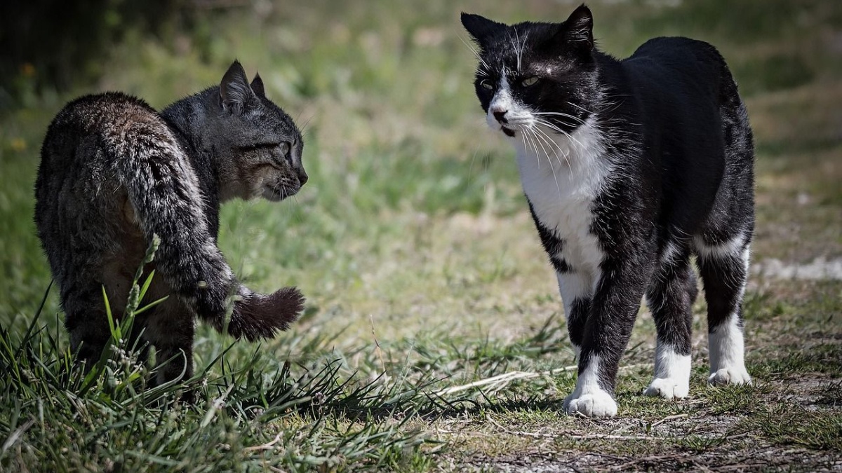 Why your cat might be gaining weight suddenly: 10 possible reasons