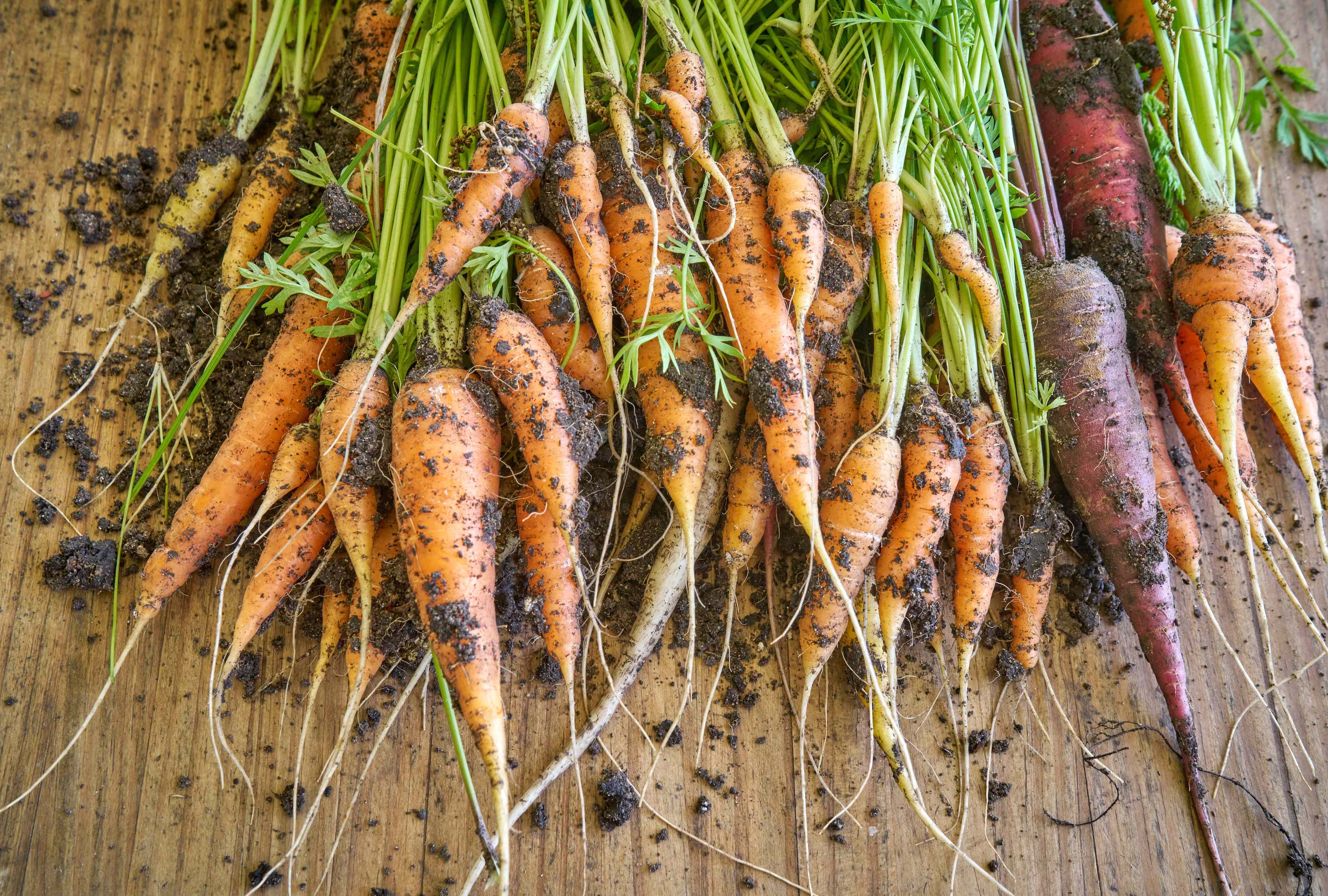 10 essential tips for growing carrots from seed for your sweetest ...