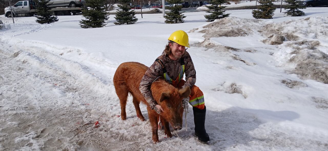These people helped save a pig from the side of Hwy. 417 after it ...
