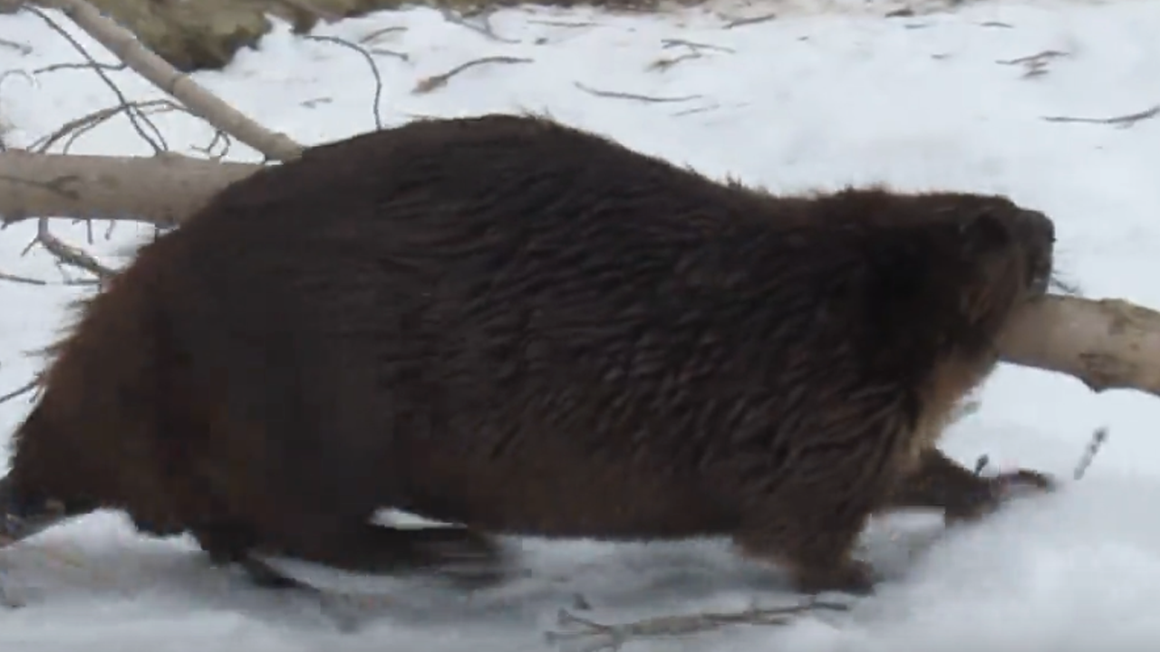 Beaver breaks through thin ice while crossing