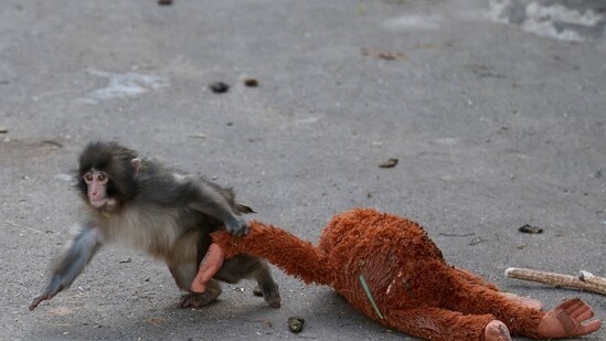 Did Punch the monkey lose his plush toy? Viral 'sad' video debunked