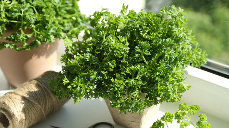 How to grow parsley in containers for a flavorful harvest just about ...