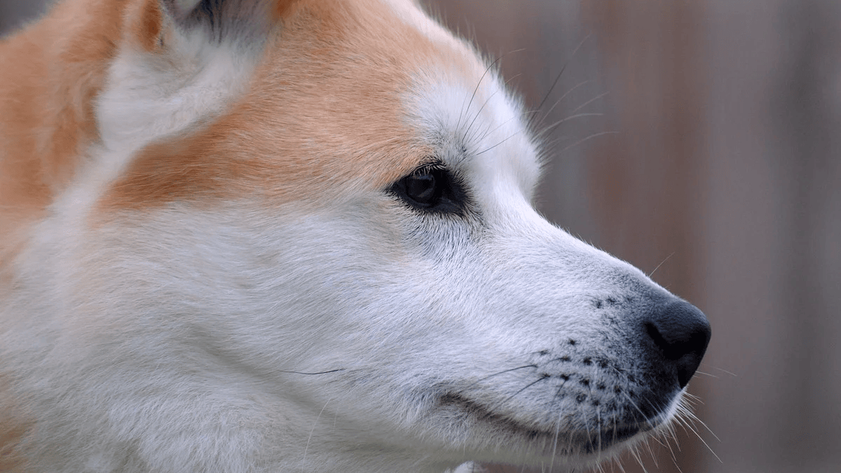 There are 10 things your dog frequently gets angry about with you (he ...