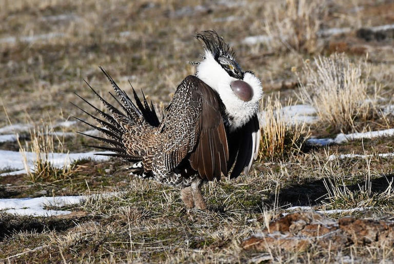 Sage grouse arrive at their breeding grounds near Dubois — along with ...