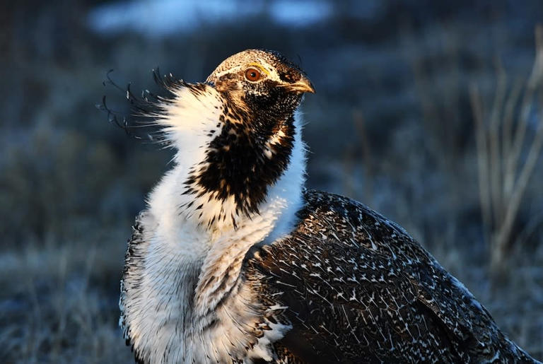 Sage grouse arrive at their breeding grounds near Dubois — along with ...