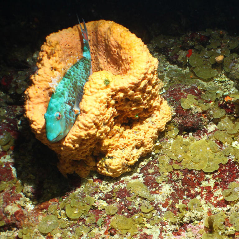 Spectacular images reveal unique sea creatures and corals off Caribbean ...