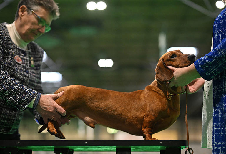 Crufts 2026 in Birmingham: 18 excellent photos from final day as Best ...