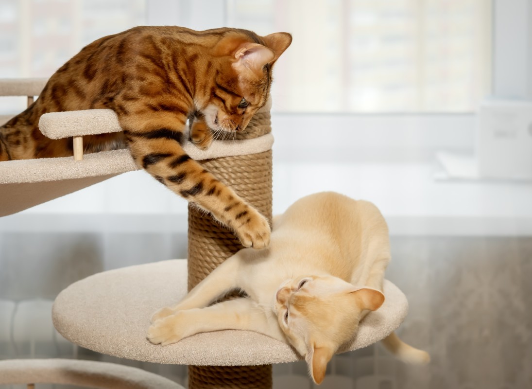 This $150 transformable cat tree fits perfectly in small spaces with ...