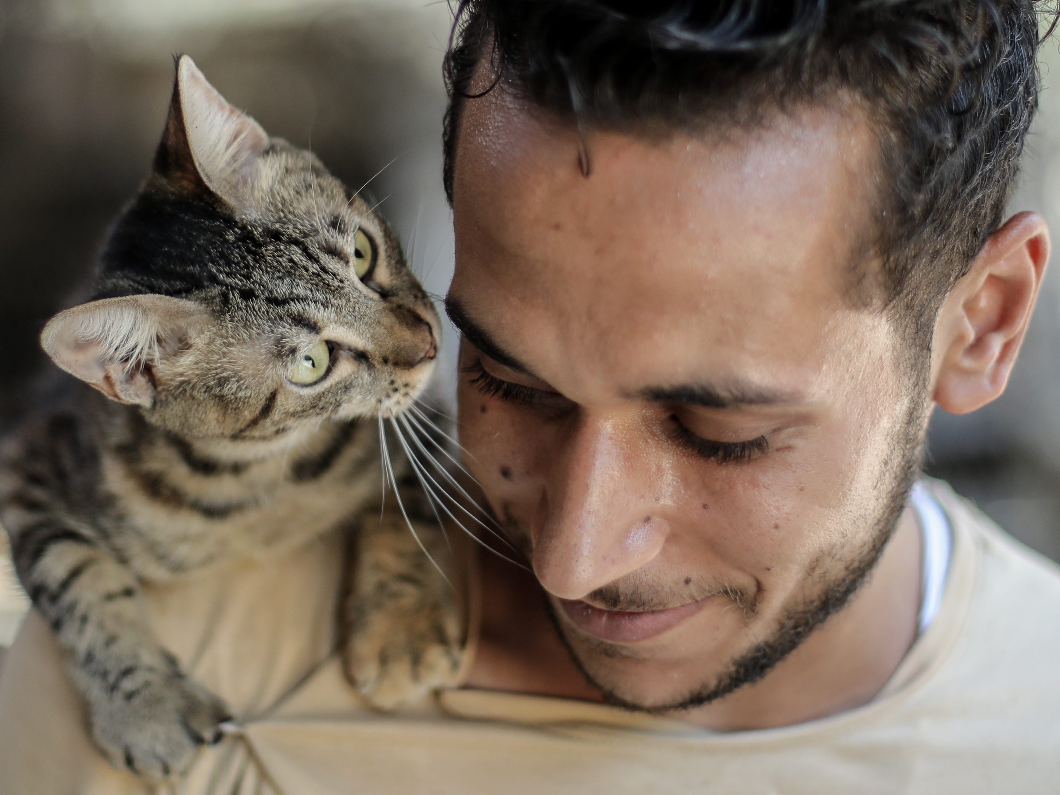 Gen Z is adopting cats at higher rates than dogs. Pet care company ...