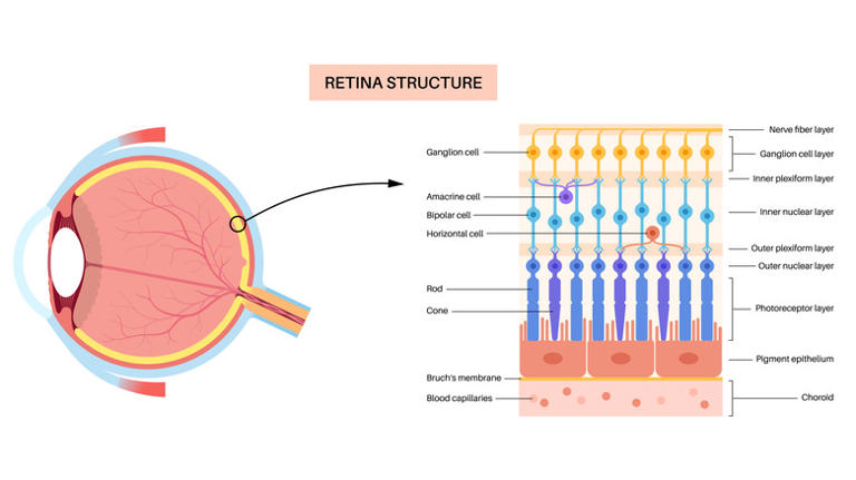 Scientists were surprised by what the human eye does after death