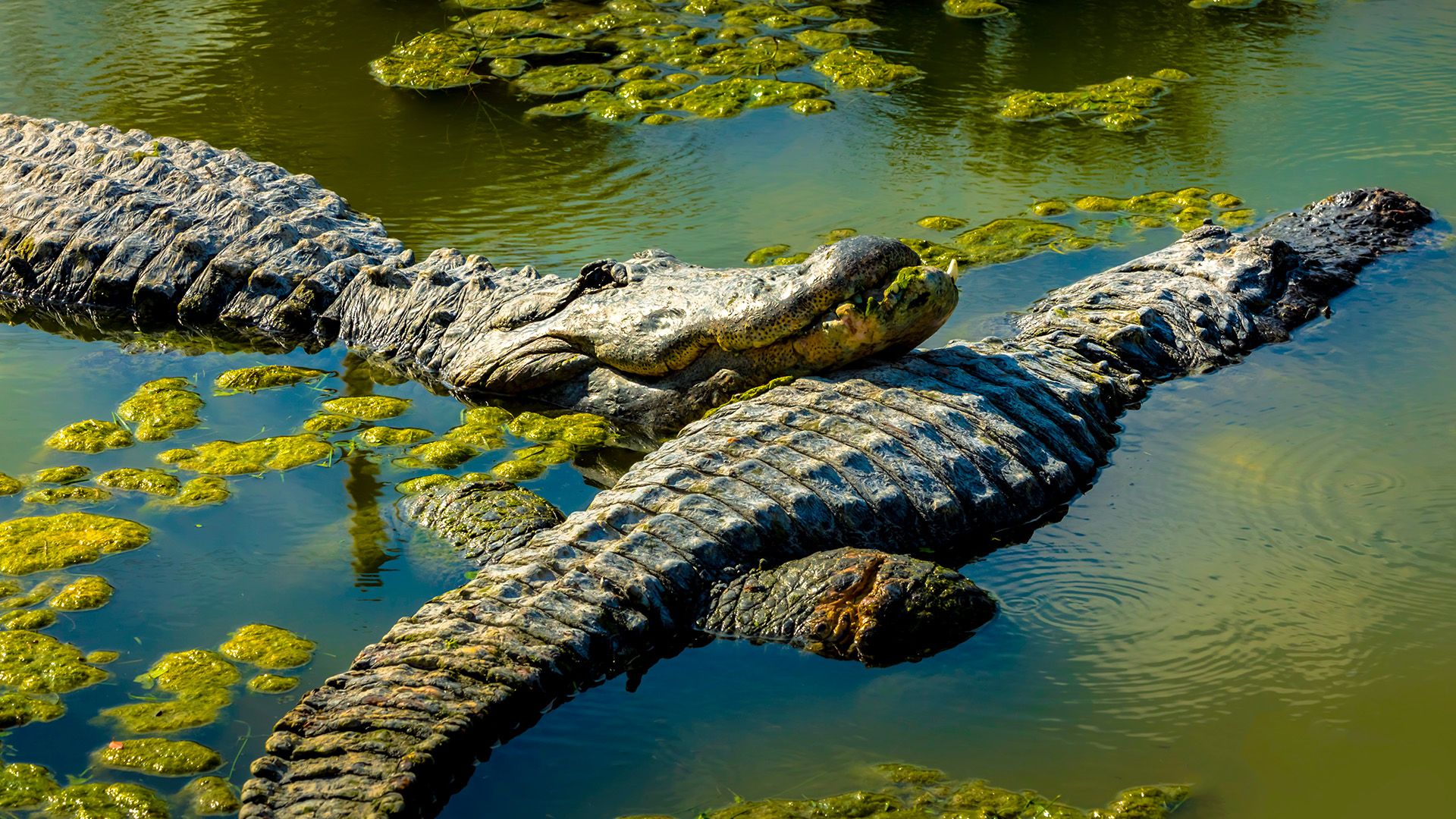 The only national park where alligators and crocodiles coexist in the wild