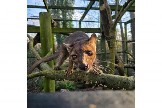 Native of Madagascar moves into Cumbrian zoo