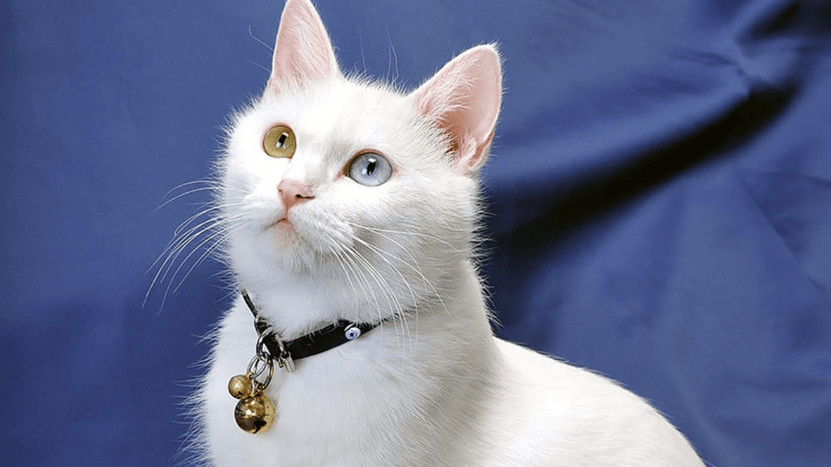 7 loving messages you should give your cat in its final moments of life