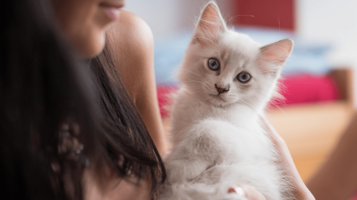Does your cat do these 7 strange things? It might be too attached to you