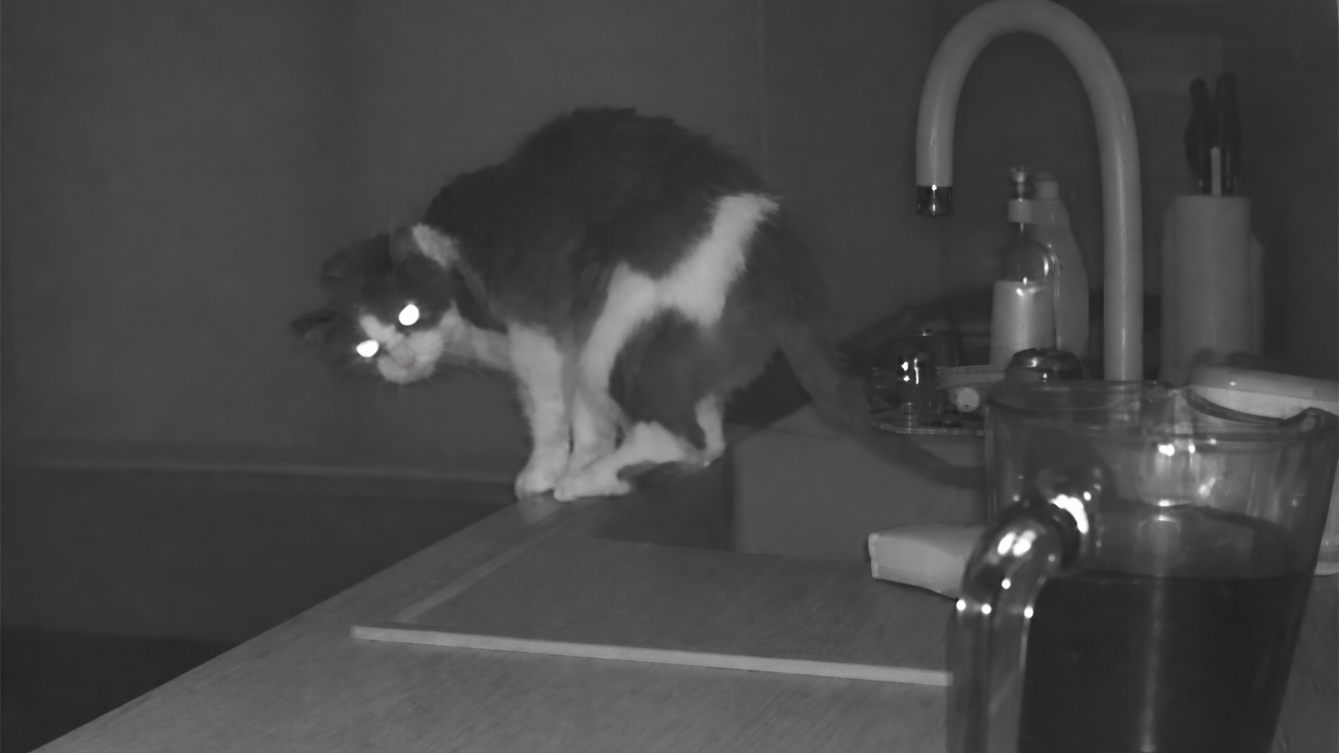 Nachtcamera legt dorstige kat op waterjacht vast