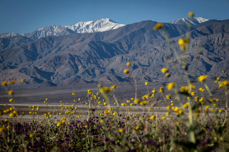 Death Valley sees its most spectacular superbloom in a decade
