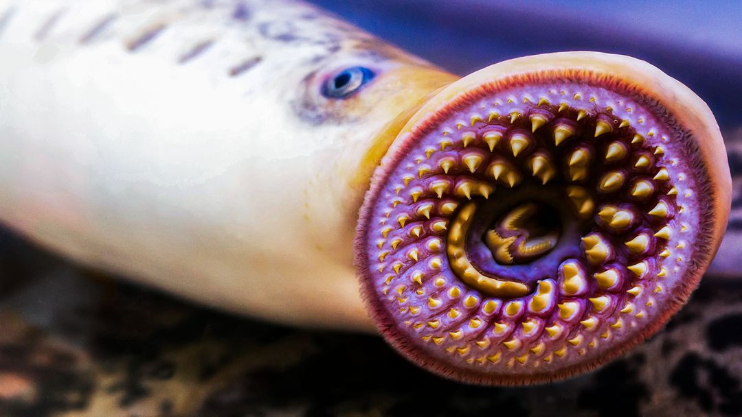 The vampire fish is straight out of your nightmares