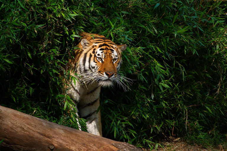 Why aren't mammals as colorful as reptiles, birds or fish?
