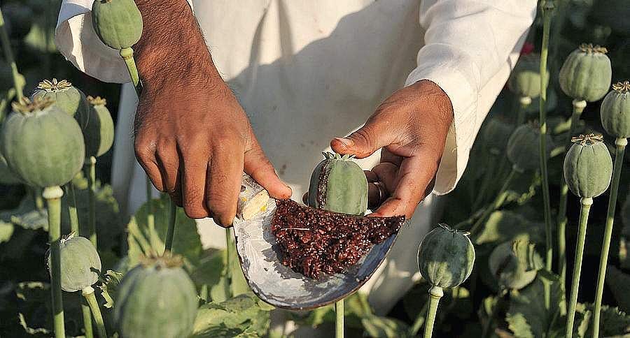 BJP leader arrested for cultivating opium at farmhouse in Chhattisgarh ...