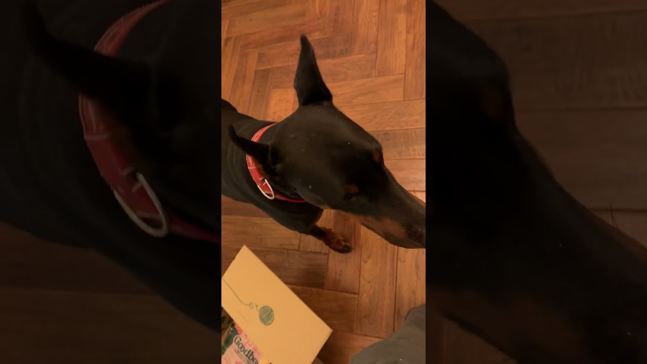 You'll want to listen to these rules of my multi dog household