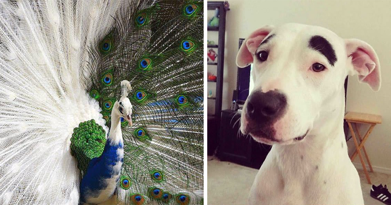 25 amazing animals with astonishingly unique and rare colors and markings