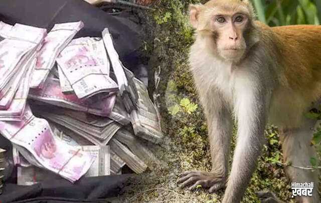 Unexpected money rain: A monkey's mischief in Uttar Pradesh