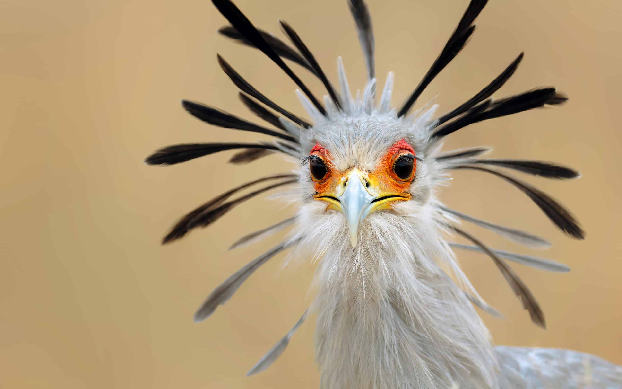 Secretary birds: The African savannah’s new climate early-warning system