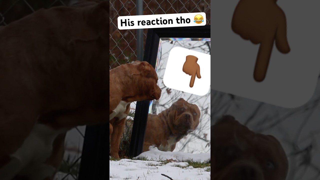 Dog has a priceless reaction to seeing his own reflection