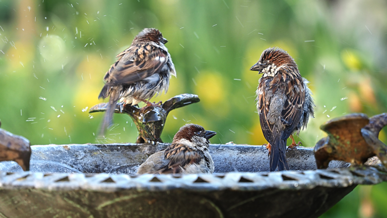 Sparrows will love your garden if you use this type of bird box ...