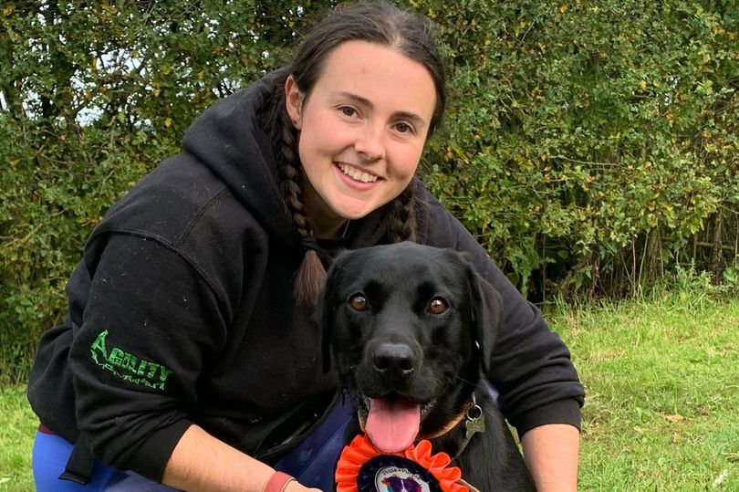 Walker Labrador's 'unbelievable' success as it beats collies in Crufts ...