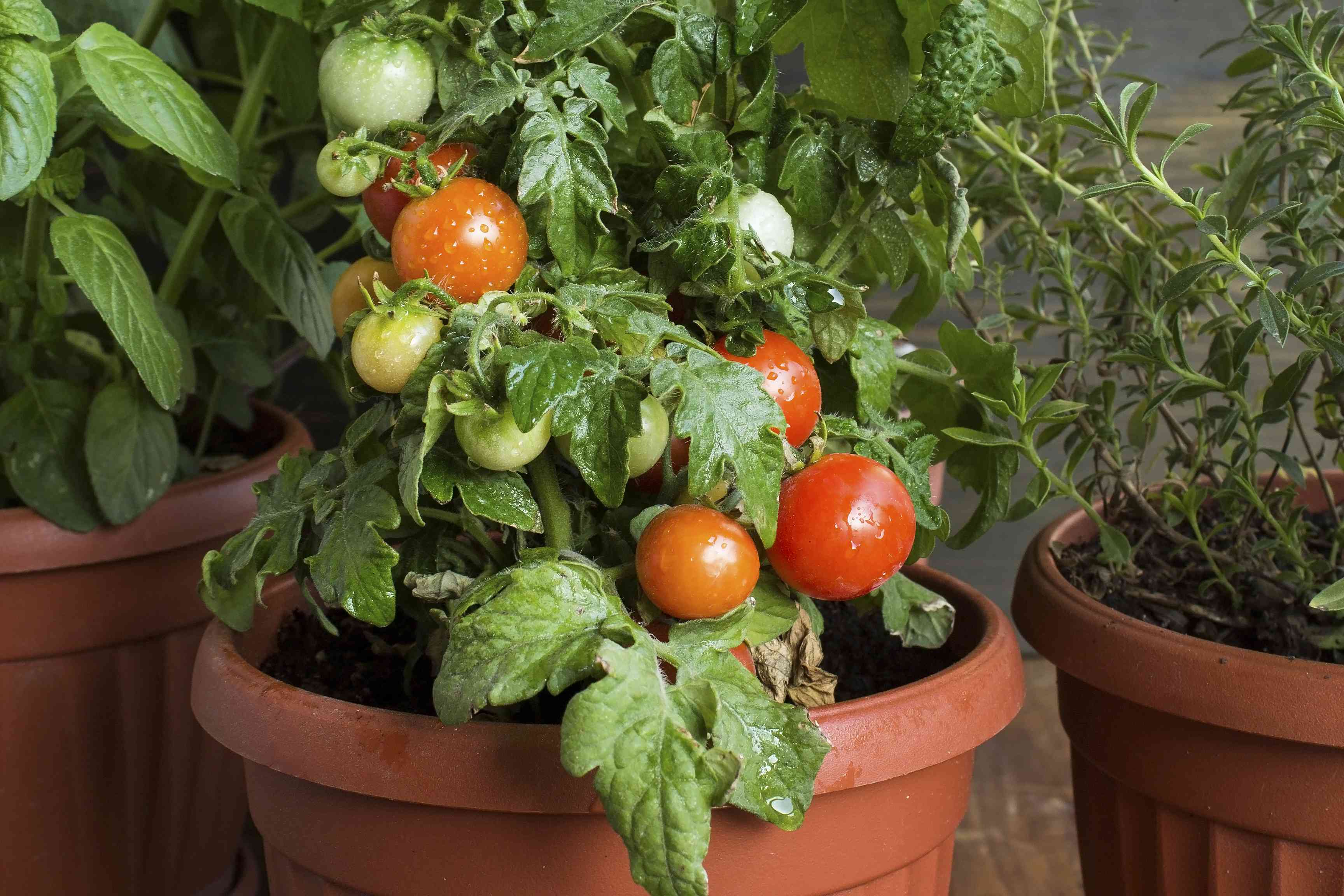 The easy way to grow cherry tomatoes that thrive in pots and containers