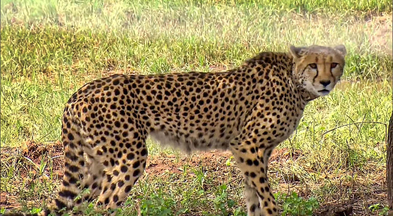 Cheetahs moving from Kuno to Rajasthan shows natural behaviour: NTCA